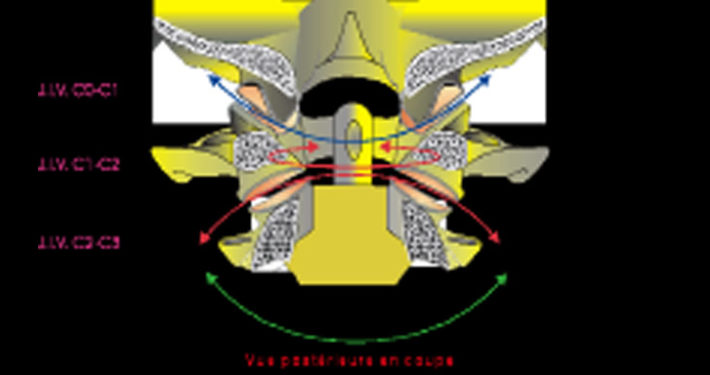 Anatomie et biomécanique : Cervicales – up-ostéo.net