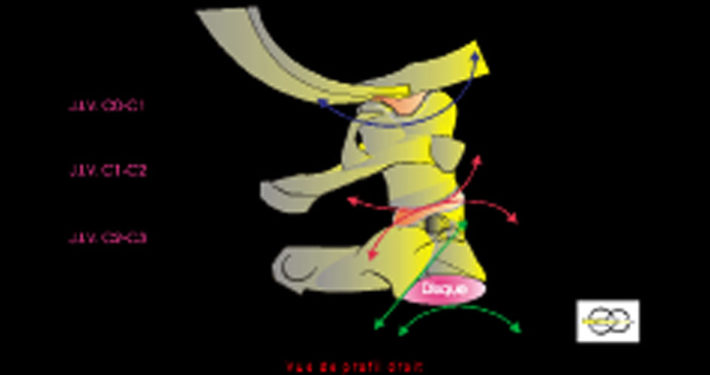 Anatomie et biomécanique : Cervicales – up-ostéo.net