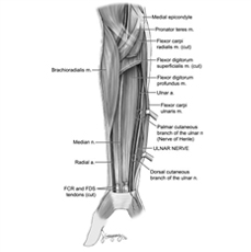 Anatomie et biomécanique fonctionnelle : coude – up-ostéo.net