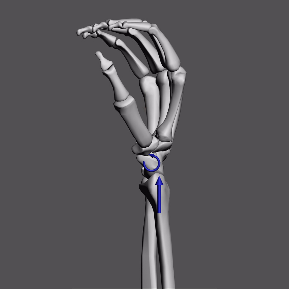anatomie membre inf New – up-ostéo.net