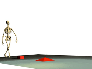 Anatomie et biomécanique fonctionnelle Membre inf – up-ostéo.net