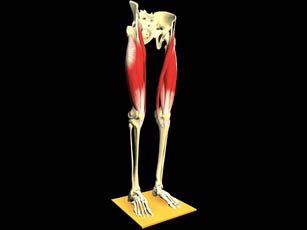 Anatomie et biomécanique fonctionnelle genou – up-ostéo.net